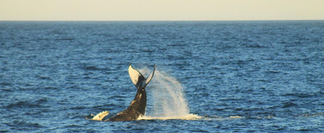Conservazione di balene e puma in Patagonia, Argentina | Projects Abroad
